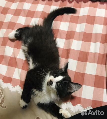 Отдам котёнка в добрые и любящие ручки