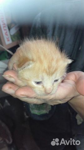 Маленькие котятки ищет дом