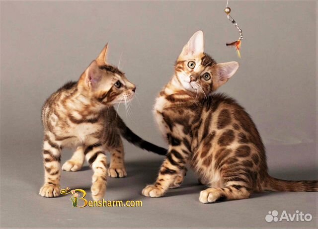 Котята шоу-класса в резерв