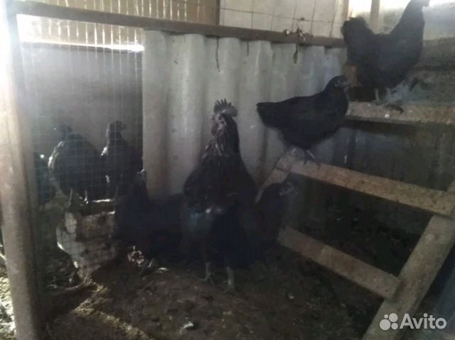 Ухейилюй. Петух.куры