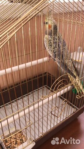 Попугай Корелла мальчик