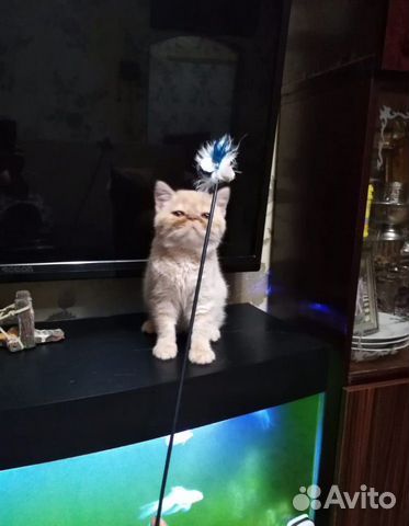 Экзотические котята