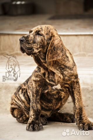 Щенок фила бразилейро