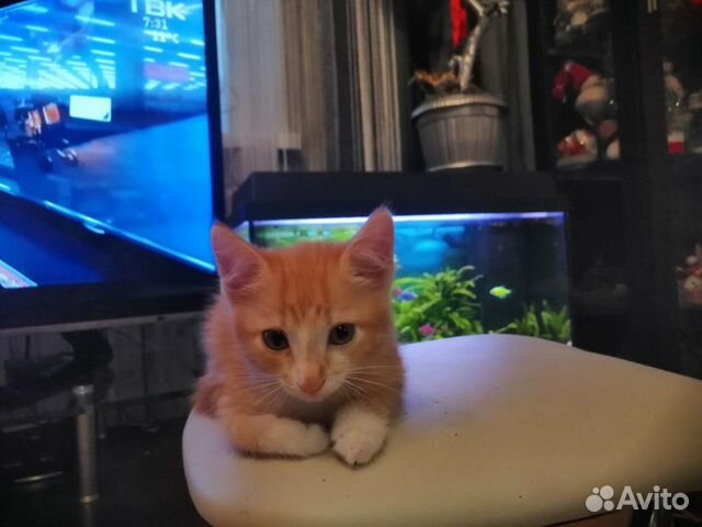Котенок, рыжая девочка. Большая редкость