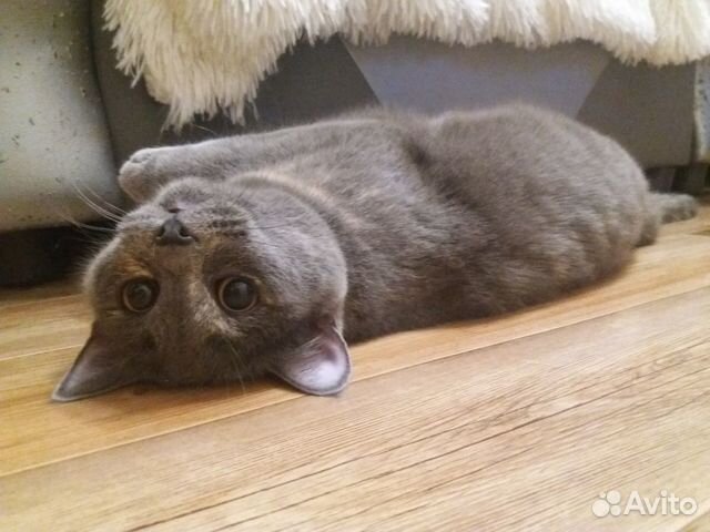 Кошка