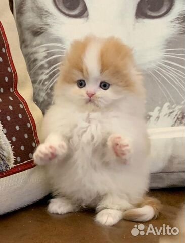 Шотландские вислоухие котята