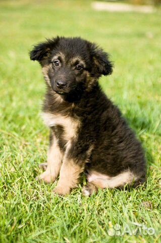 Овчароидный мальчик, 2 мес, в дар