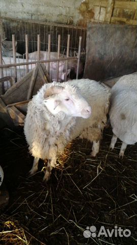 Продам баранчиков