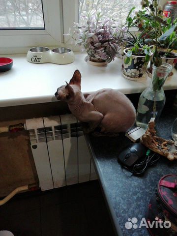 Кошка Сфинкса
