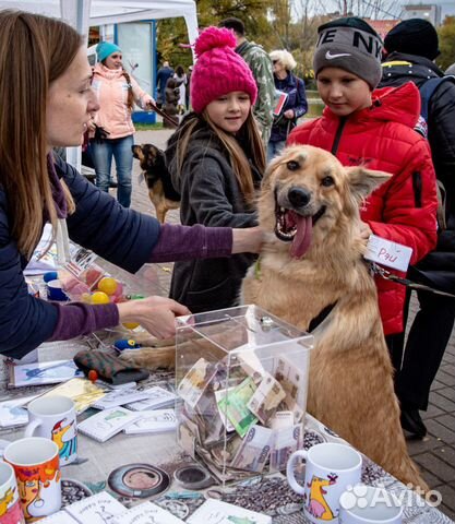 Чистое золото - метис бельгийца Рэй в дар