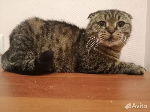 В добрые руки