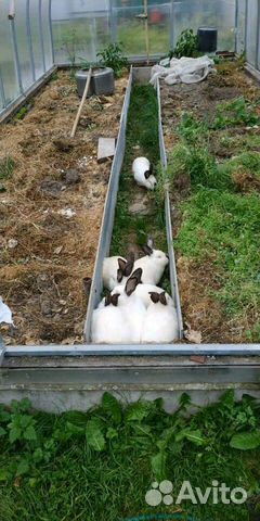 Чистопороные Калифорнийские кролики