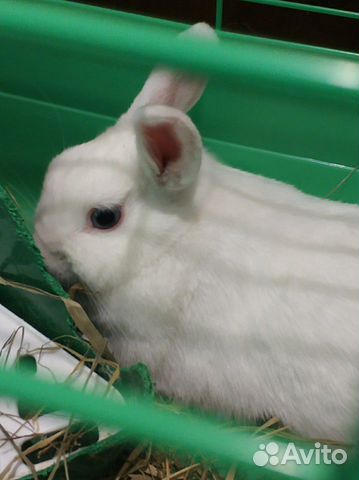 Кролик гермелин, декоративный + клетка, аксессуары