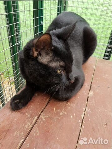 Кот Чаузи ф1