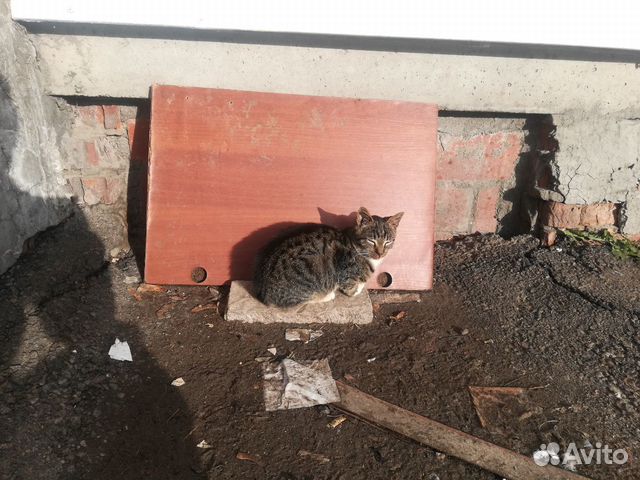 Спасите подросточка котика