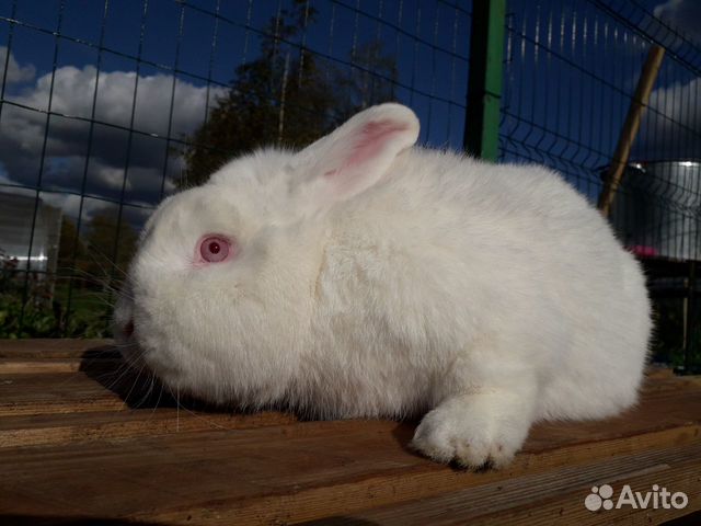 Новозеландские белые