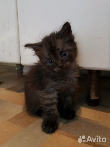 Котенок