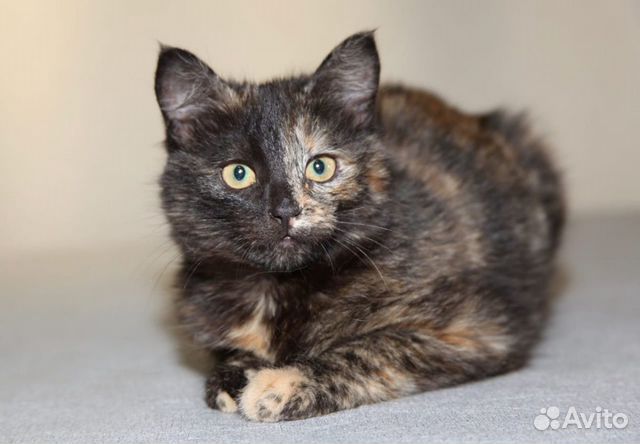 Чунга-Чанга