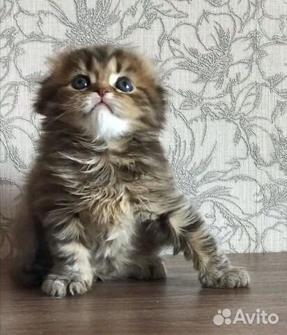 Милые и воспитанные шотландцы