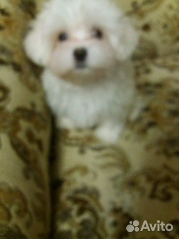 Продается щенок мальтезе