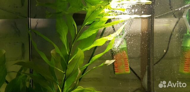 Аквариум 36л с криветками