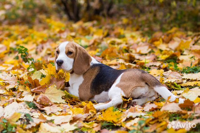 Породистая малышка Бигль - Хани из питомника FCI