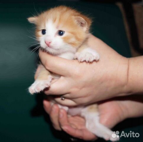 Рыжее солнышко в дом