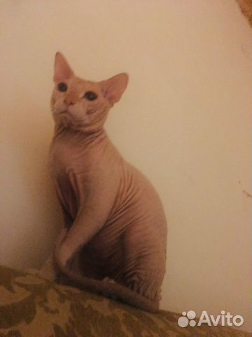 Вязка донской сфинкс