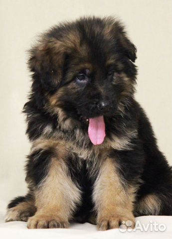 Немецкая овчарка. Длинношерстная девочка