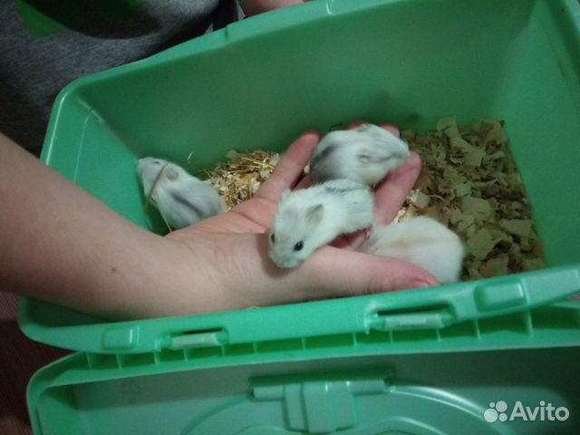 Ручной джунгарик в подарок деткам на новый год