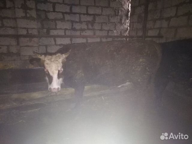 Бык на продажу