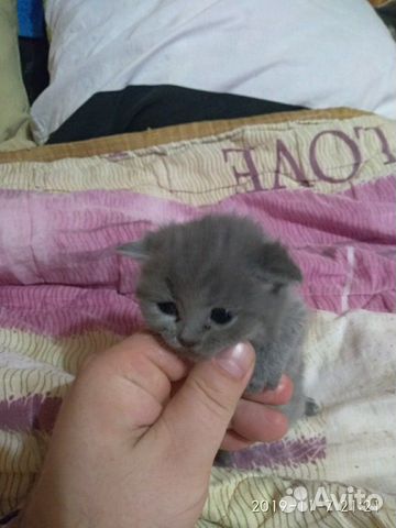 Британские милашки