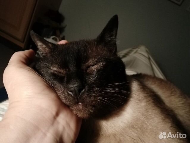 Взрослый тайский кот в добрые руки