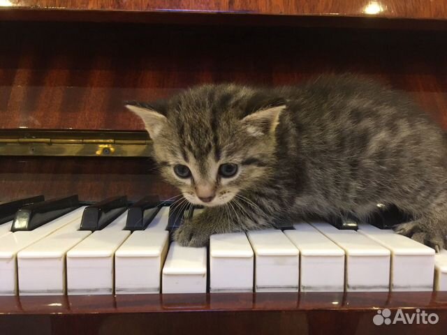 Продаю котят-британцев. Будут рады обрести семью)