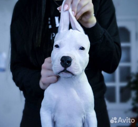 Красивая девочка аргентинского дога