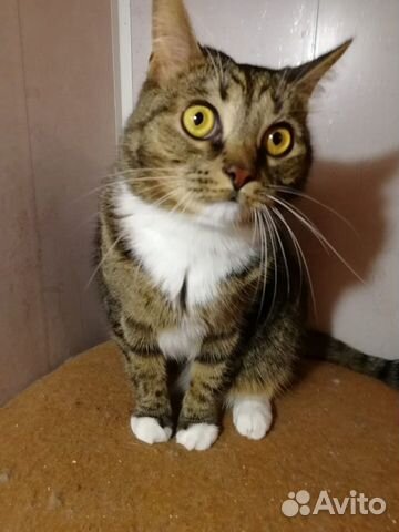 Мурзик 3 года в добрые руки