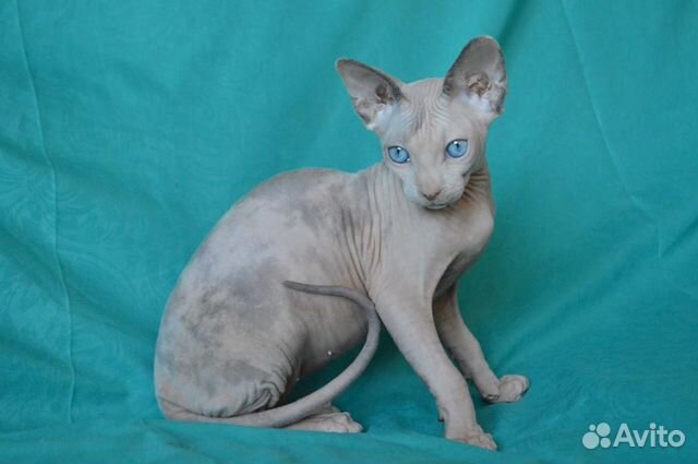 Эльфы,канада