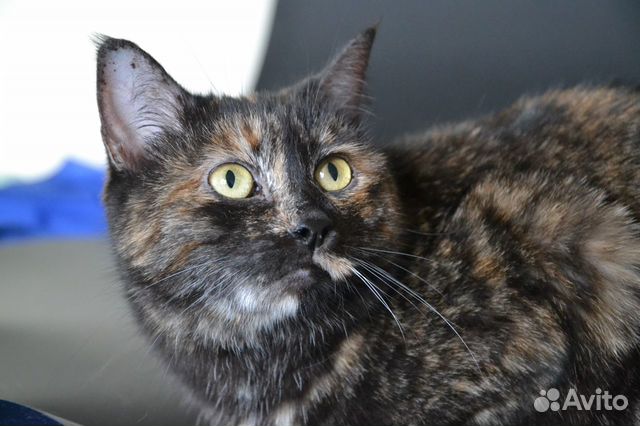 Голди - кошка "богатка"