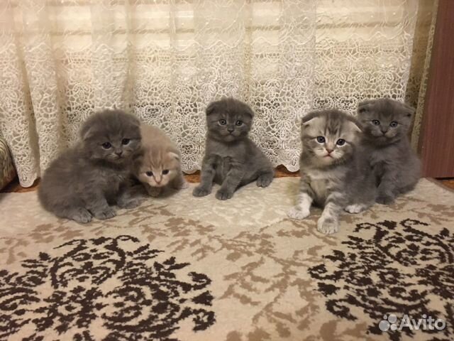 Шотландские котята вислоухие