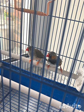 Австралийские амадины