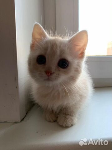 Котенок Персик