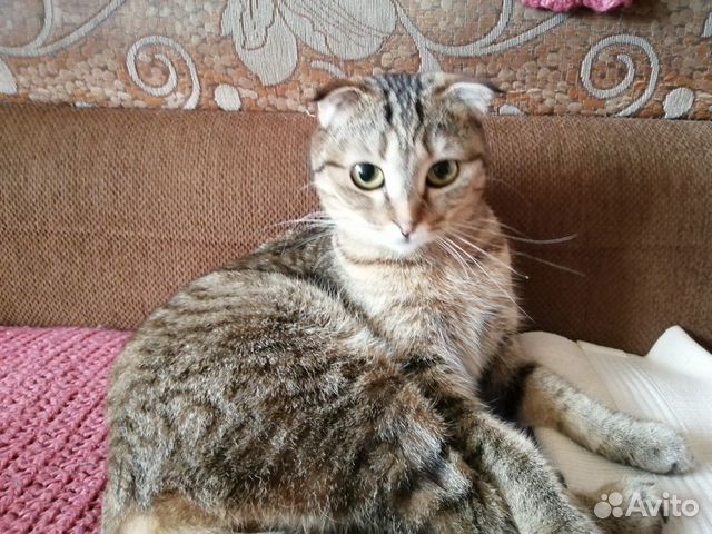 Шотландская веслоухая