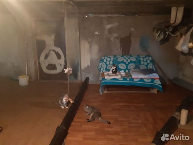 Небольшой кошачий приют, который не имеет статуса