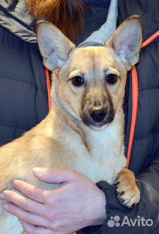 Щенок в добрые руки