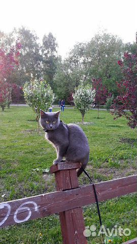 Серые пушистые комочки в добрые руки