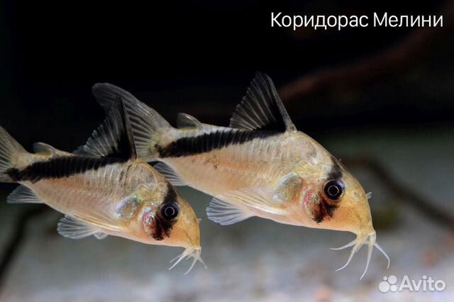 Барбусы и Коридорасы