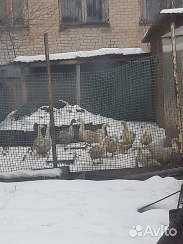 Продаются гуси