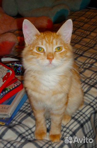 Киска ищет дом