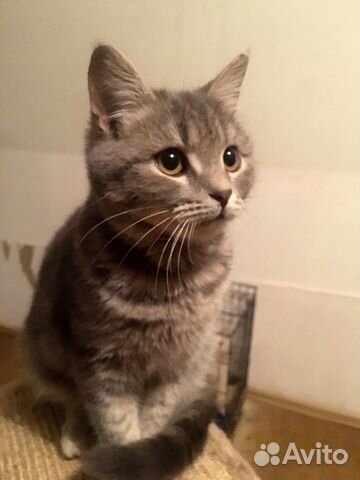 Котёнок Безе в добрые руки