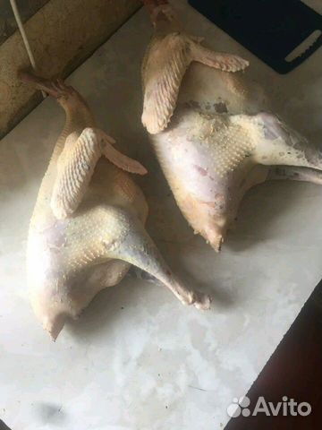 Продаю индюков